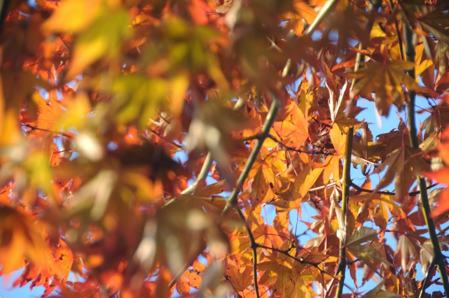 Best Fall Hiking Trails - Go Hike It